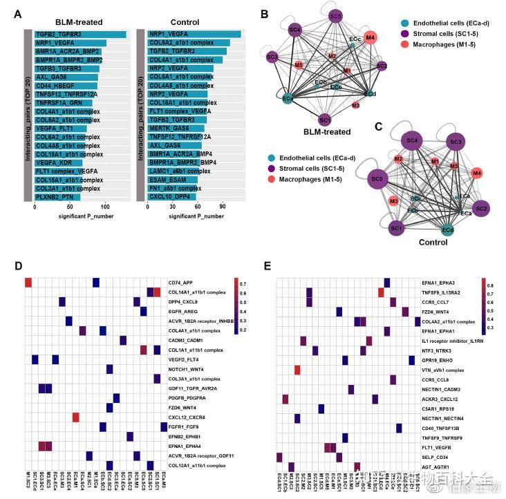 文献解读｜单细胞RNA测序鉴定博莱霉素诱导的肺纤维化中内皮细胞的异 - 知乎