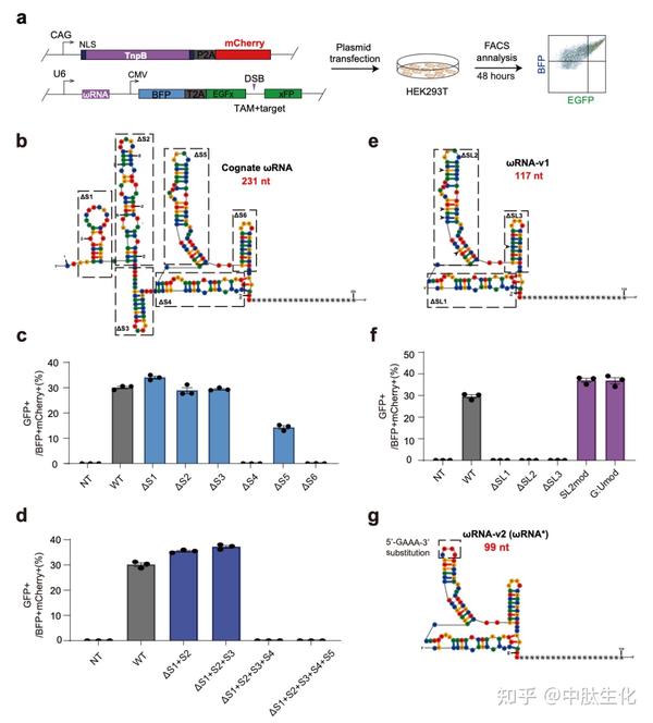 Nature子刊：胥春龙/周英思/胡纯一团队改造微型基因编辑工具TnpB-ωRNA，用于体内基因治疗 - 知乎