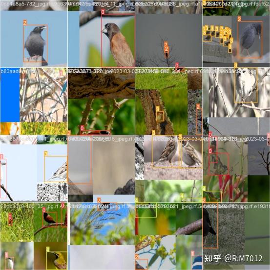 基于深度学习的高精度鸟类目标检测识别系统(pytorchpyside6yolov5模型) 知乎