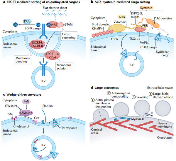 Nat Rev Mol Cell Biol：细胞外囊泡生物发生和货物选择的特定环境调节 - 知乎
