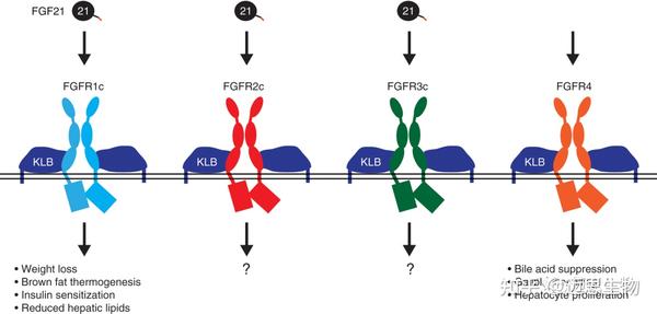 FGF21：代谢信使 - 知乎