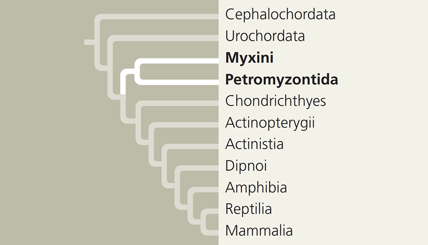 Campbell Biology-脊椎动物（二） - 知乎