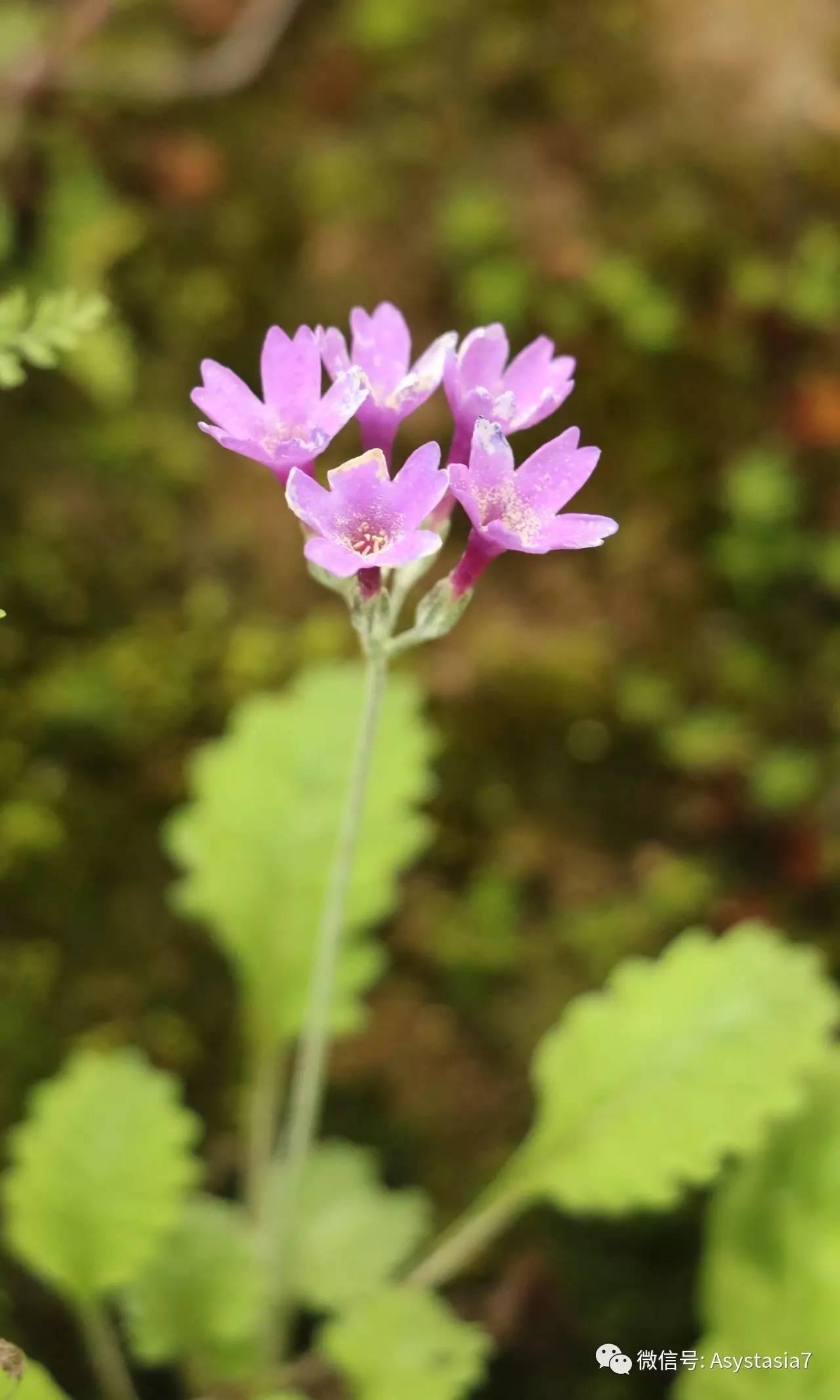 自然：足迹//横断山区植物小记一：百合科，报春花科 - 知乎