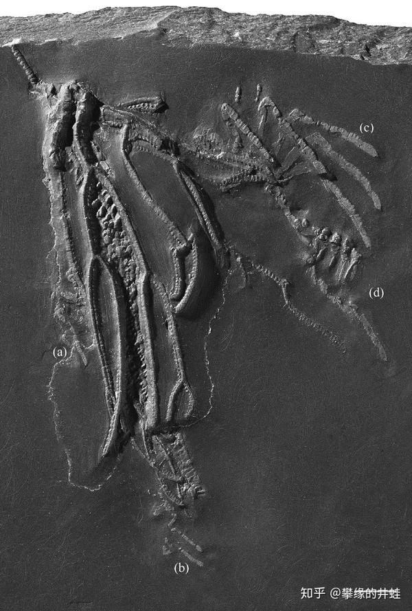 【地球演义】寒武纪的余烬：节肢动物篇 - 知乎