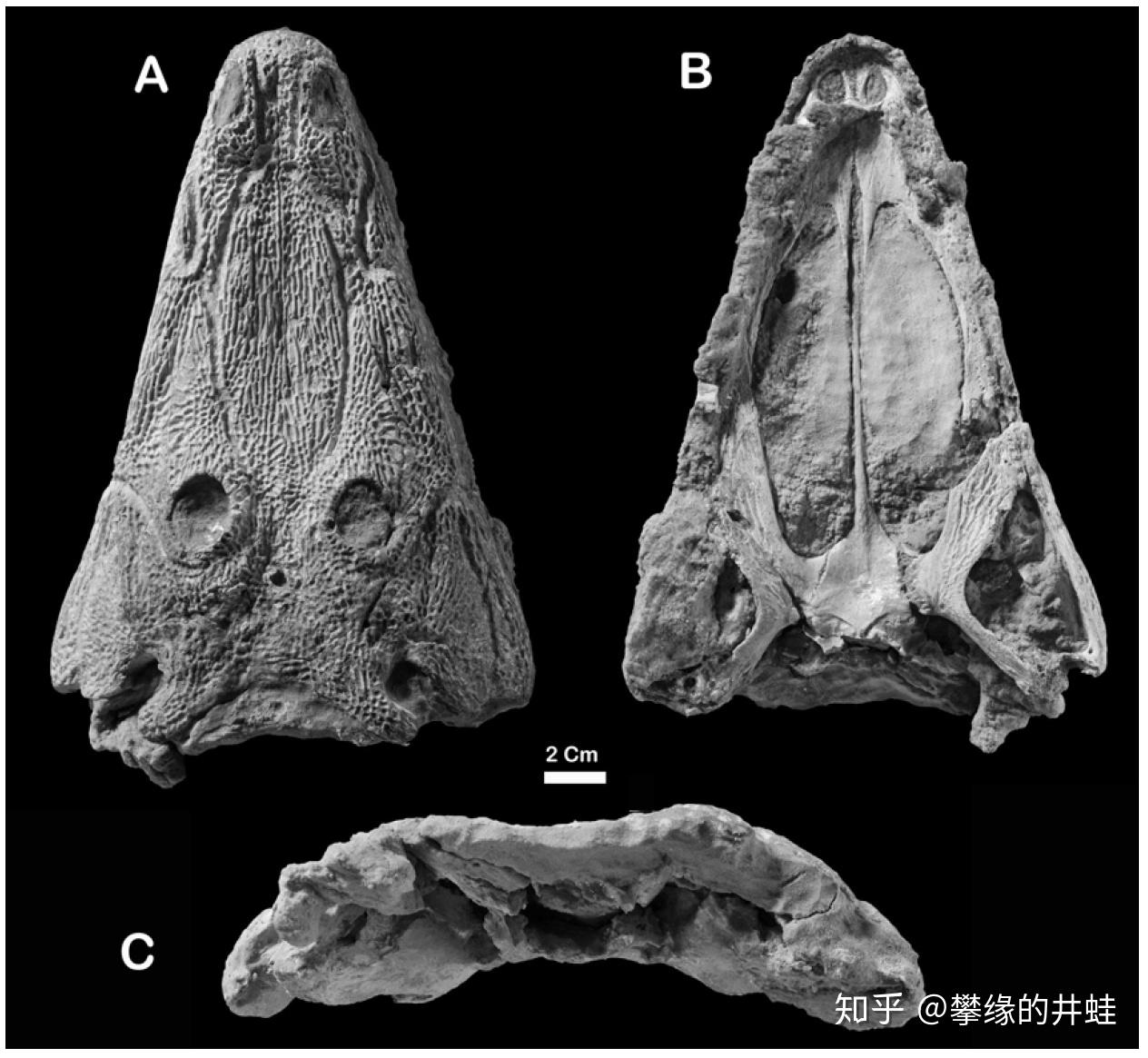 第二百六十四回 鲵王 - 知乎