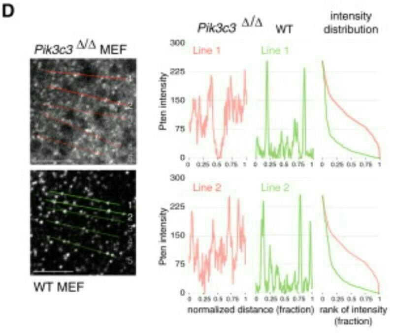Imagej图像处理实践（ImageJ学习-图像处理 545367350） - 知乎