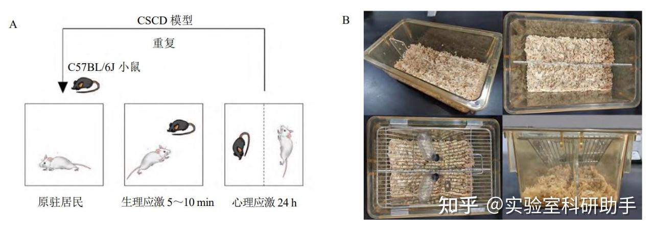啮齿动物慢性社交挫败应激模型（CSDS）建立与评估 - 知乎