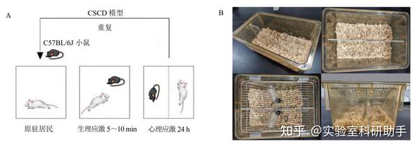 啮齿动物慢性社交挫败应激模型（CSDS）建立与评估 - 知乎