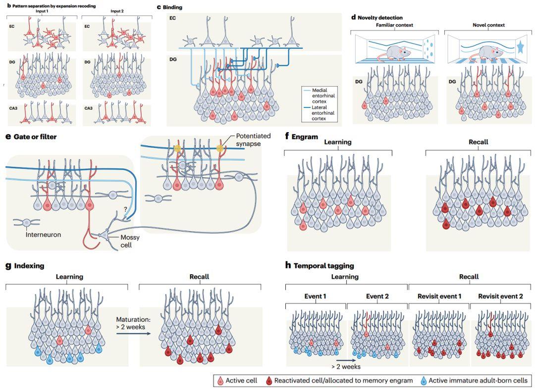 NRN最新总结:明星脑区“海马齿状回”的功能评估—重要发现与争议 - 知乎