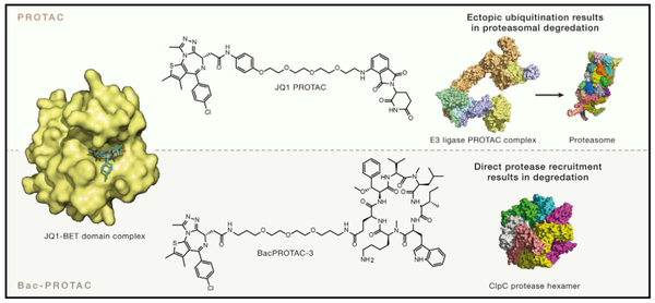 Cell 重磅丨不依赖泛素蛋白酶降解途径的新型 PROTAC - MCE - 知乎