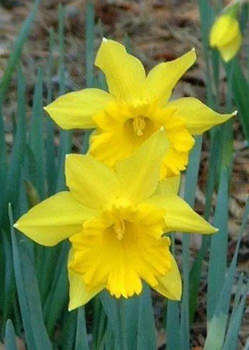 libtorch教程（一）开发环境搭建：VS+libtorch和Qt+libtorch - CV技术指南（公众号） - 博客园