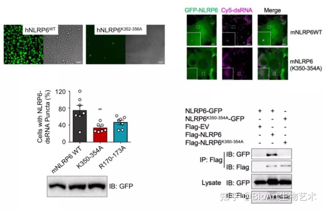 Cell | 吴皓/朱书团队揭示相分离在肠道和肝脏NLRP6炎症小体激活过程中的作用 - 知乎