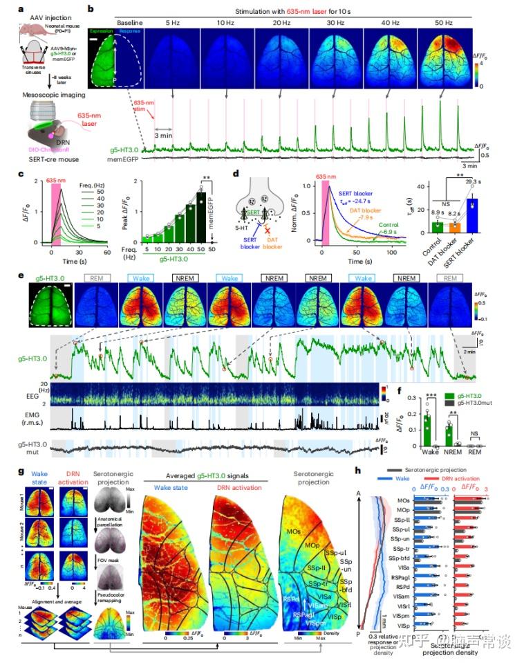 脑声常谈：全新一代高灵敏度5-HT荧光探针“横空出世” - 知乎