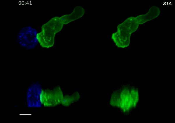免疫系统的守护者——CTL细胞 - 知乎
