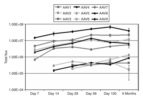 【知识窗】系统注射1-9血清型AAV病毒在小鼠体内表达及靶向性研究 - 知乎