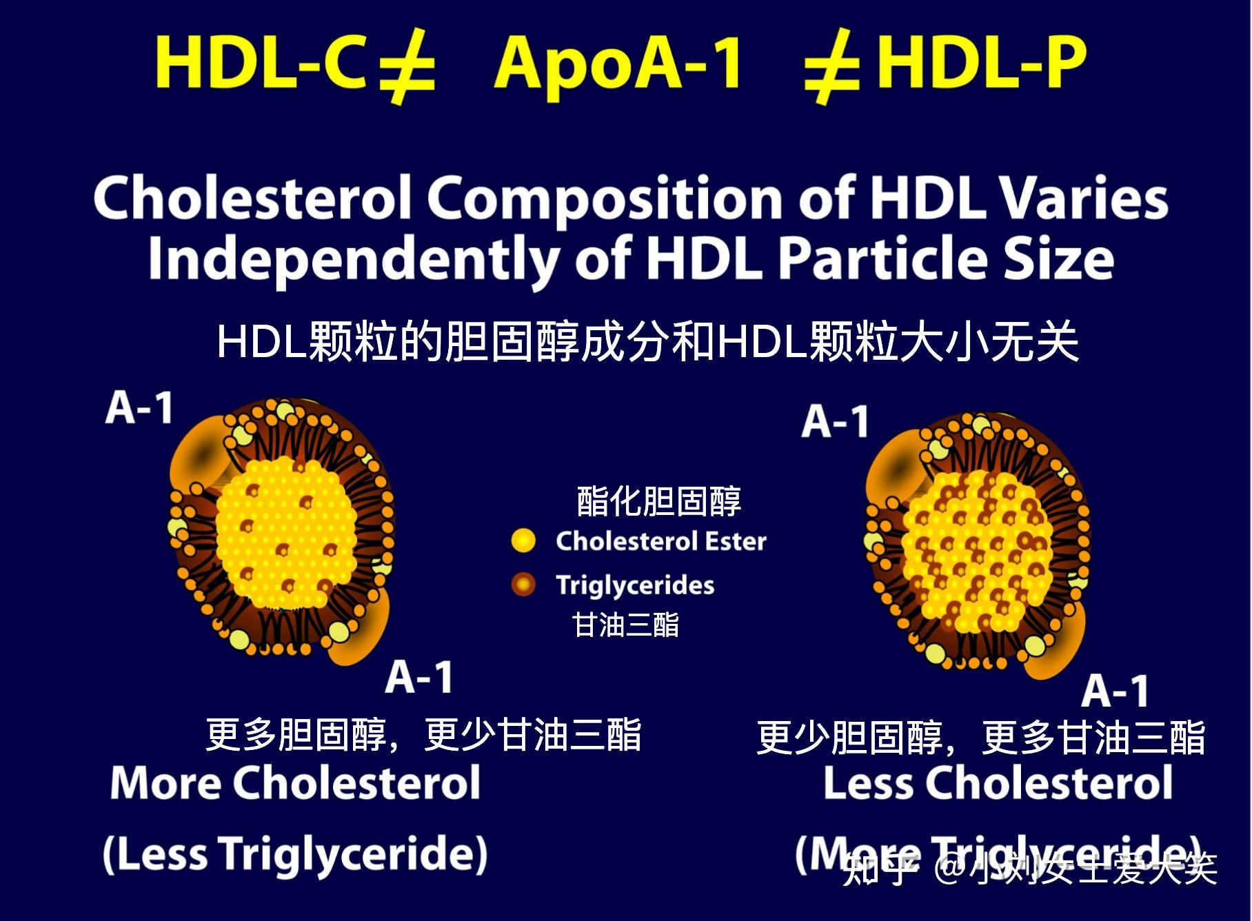 可能是关于“胆固醇“最真实、详细、系统的知识（7） - 知乎