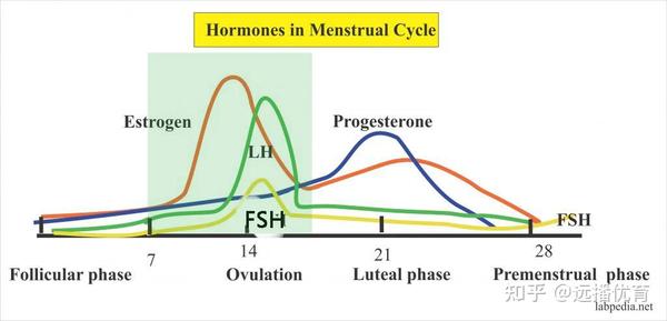 排卵的重要预兆—LH激增 - 知乎