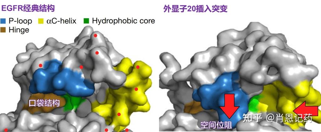 记住所有FDA生物药 | EGFR×METR 双抗 | Amivantamab 艾米万妥单抗 | 非小细胞肺癌NSCLC - 知乎