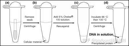 Chelex100（介绍，提取DNA步骤） - 知乎