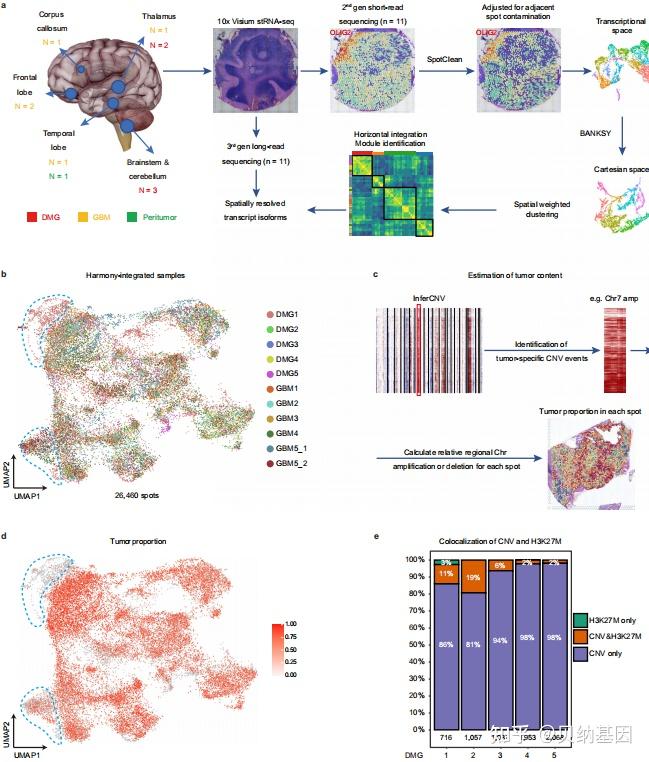 NC文献解读|空间全长转录组学揭示恶性胶质瘤中放射状胶质干细胞的生态位特异性富集和脆弱性 - 知乎