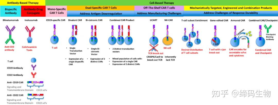 肿瘤免疫靶点 | CD19 - 知乎