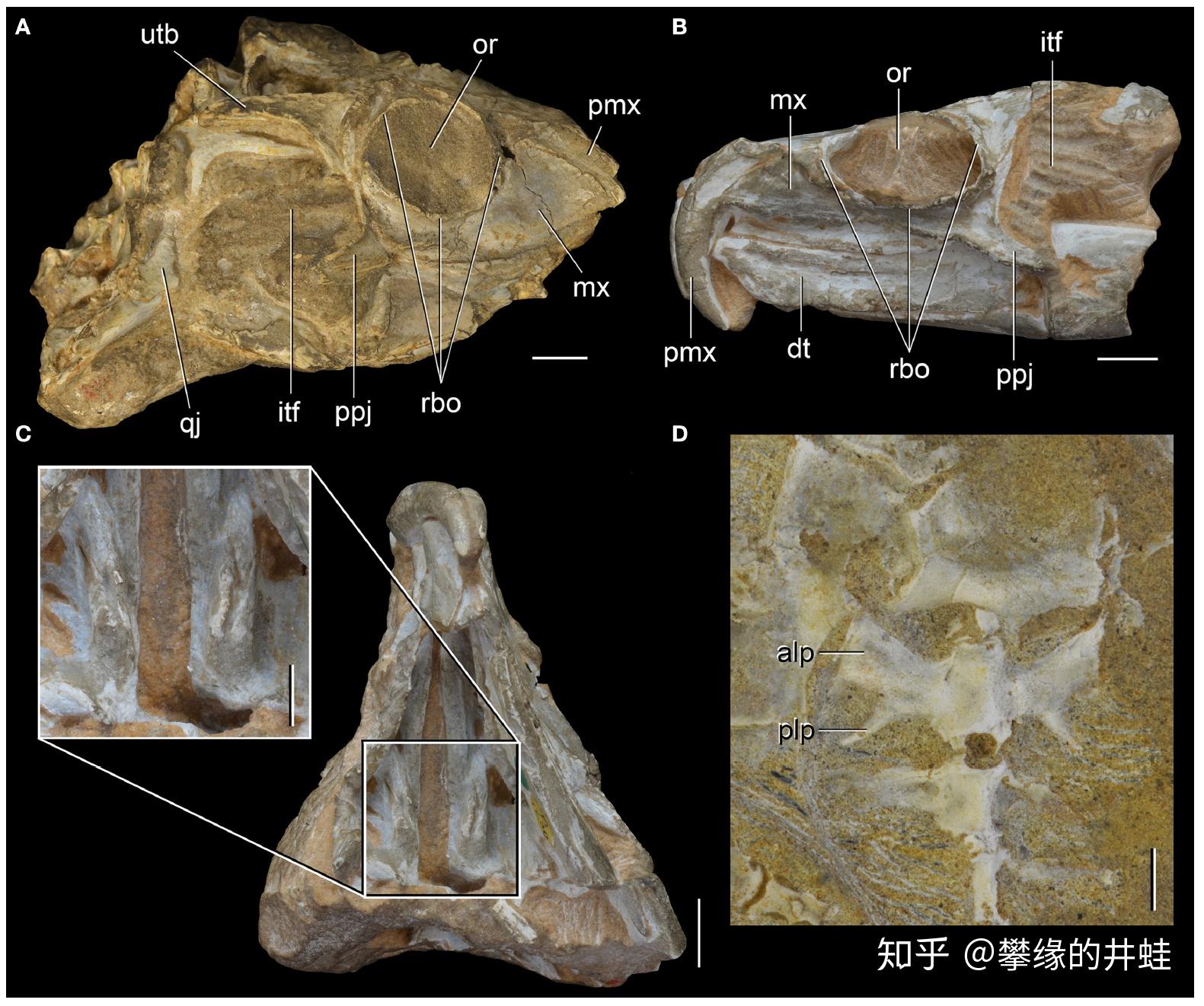 第二百五十九回 九龙颂2 & 百兽图11：丑怪惊人能妩媚 - 知乎
