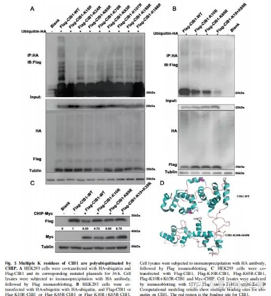 表观遗传之泛素化 - 知乎