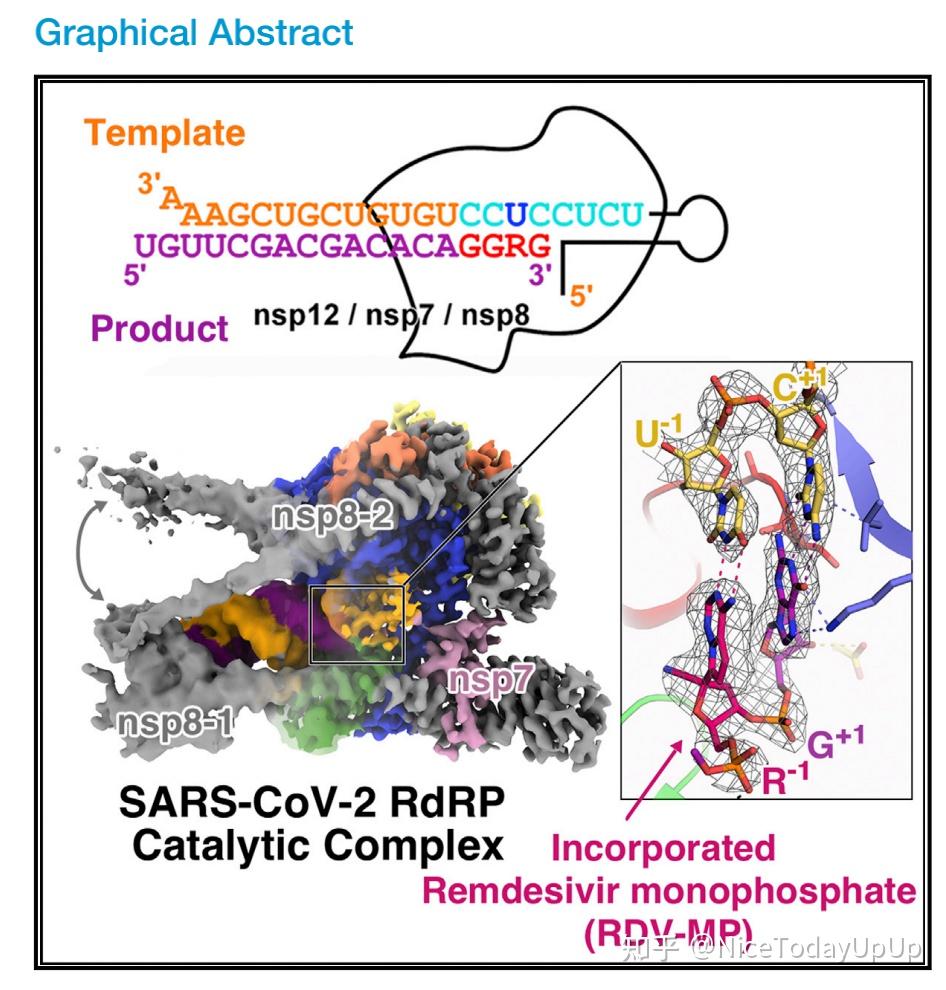 文献阅读| Structural Basis for RNA Replication by the SARS CoV-2 Polymerase ...