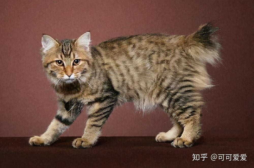 为什么猫咪会拱背行走?猫咪肢体含义 知乎