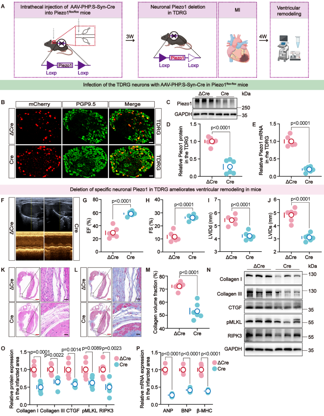 IF=37.8【客户文章】神经-免疫-心脏轴调控梗死后心室重构—安医大二附院张野教授/何淑芳研究员与上科大胡霁教授团队联合发现 - 知乎