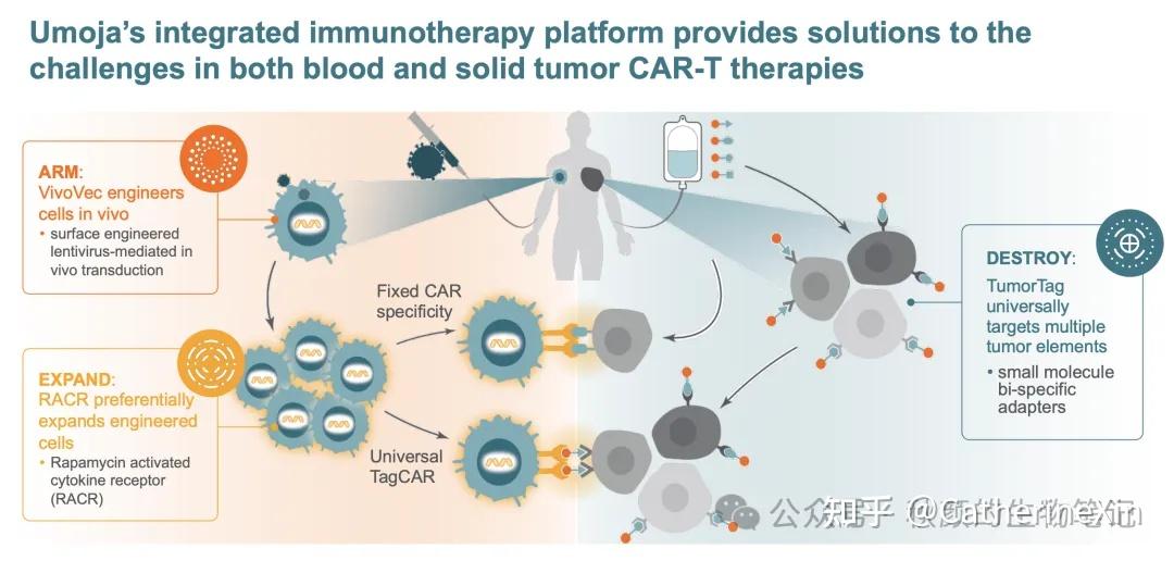 Umoja Biopharma的 VivoVec™ 基因递送平台: 专注于CAR-T 细胞疗法 - 知乎