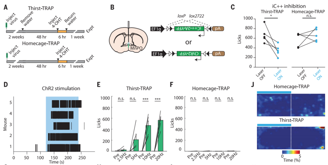 小布实用Tips ｜ 神经元活动依赖工具系列之一：TRAP2 - 知乎