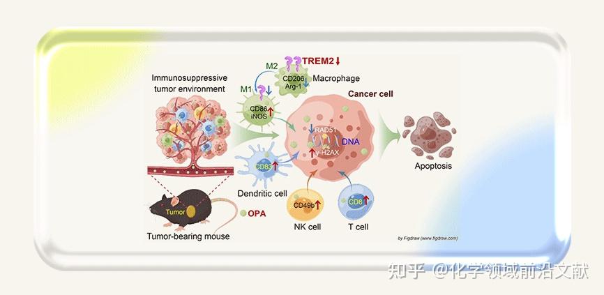 南京大学郭子建院士、王晓勇教授Angew.：以TREM2为靶标的铂类抗癌配合物通过重塑肿瘤微环境提高化学免疫治疗效果 - 知乎