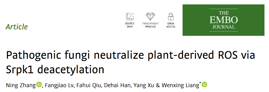 EMBO Journal | 青岛农业大学梁文星团队揭示植物病原真菌清除寄主ROS新机制 - 知乎