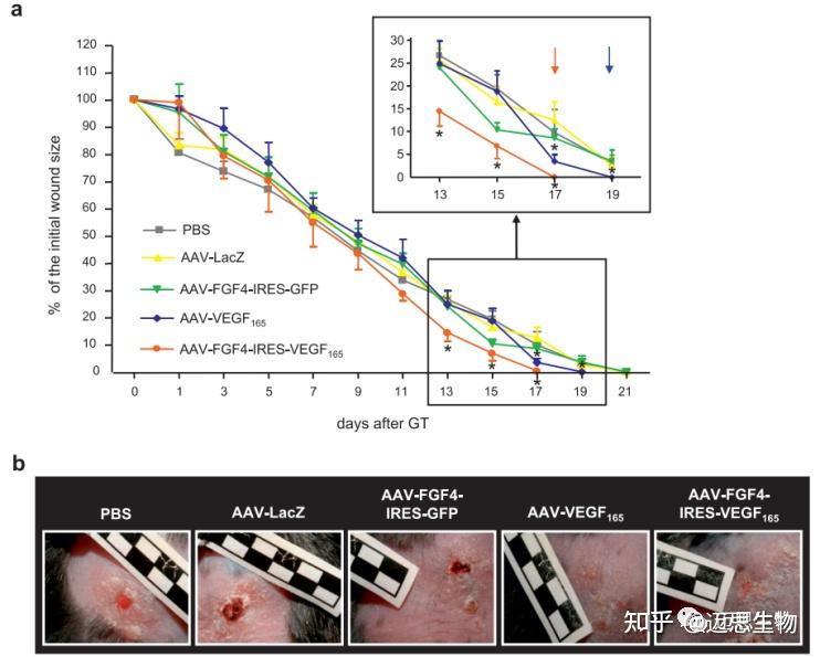 FGF4：降糖潜在靶标 - 知乎