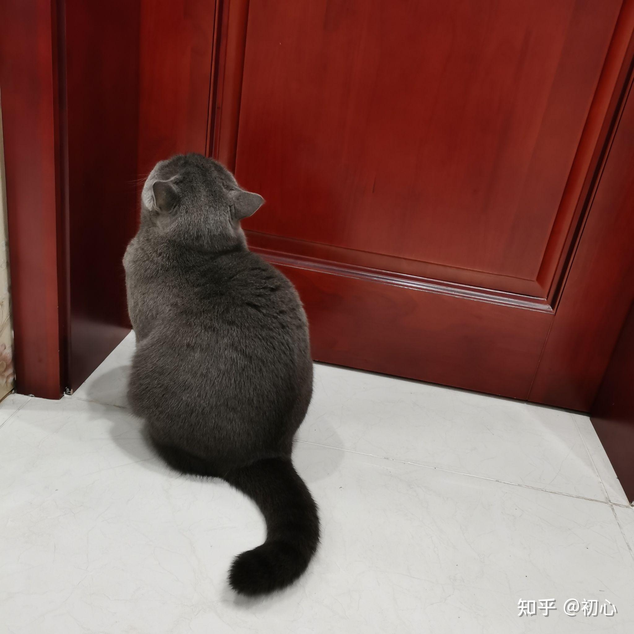 铲屎官阳了,为了消毒,顺带把她的猫也酒精消毒了 知乎