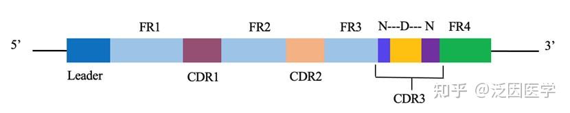 免疫组库科普系列4——TCR/BCR不同链如何选择？恒定区是否需要扩增？分析CDR3还是可变区全长…… - 知乎