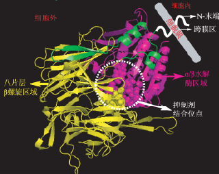 DPP-4抑制剂市场及研发近况 - 知乎