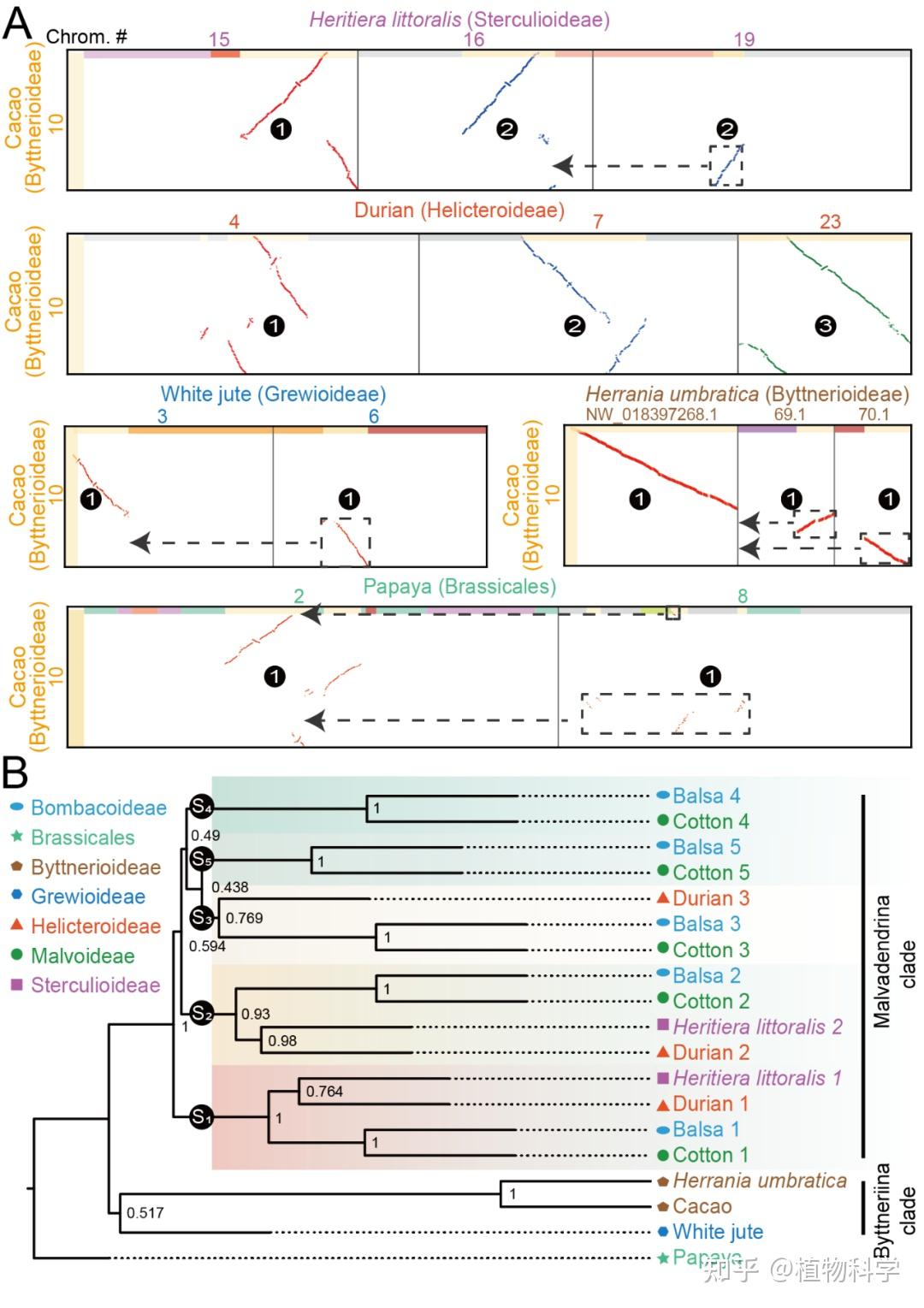 PNAS｜刘建全团队利用WGDI重建了锦葵科祖先核型，为古老杂交物种形成和网状进化关系提供直接证据 - 知乎