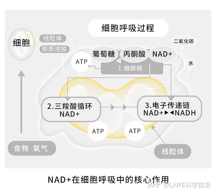 NAD+的使命，细胞供能与健康 - 知乎