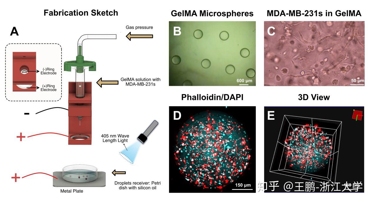 甲基丙烯酸酐化明胶（GelMA）生物3D打印操作教程 - 知乎