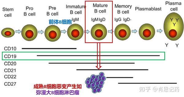 记住所有FDA生物药 | CD19 ADC | Loncastuximab tesirine | 弥漫大B细胞淋巴瘤 - 知乎