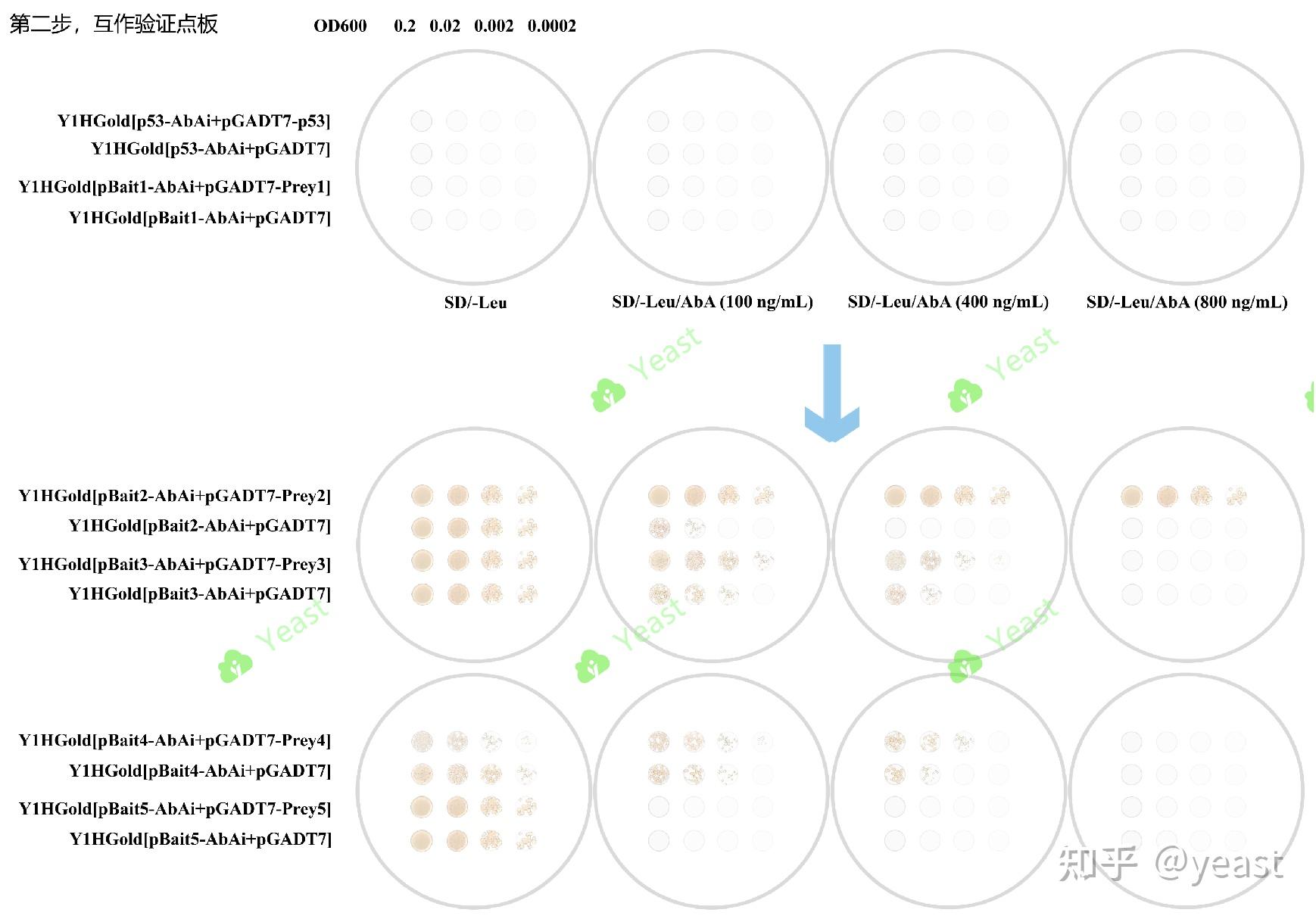 Y1HGold-pAbAi酵母单杂互作验证流程图 - 知乎