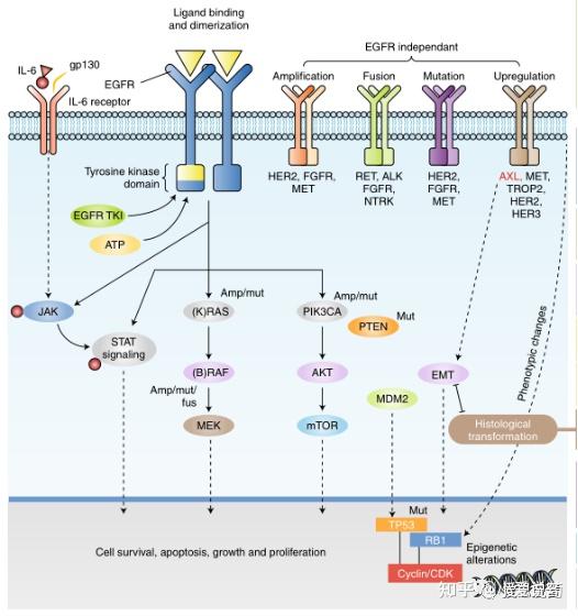 《爱求索》之靶点探索篇——靶向治疗中EGFR靶点分析和研究进展 - 知乎