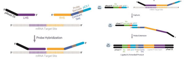 M20 Seq与10x Flex石蜡包埋样本实测数据对比 - 知乎