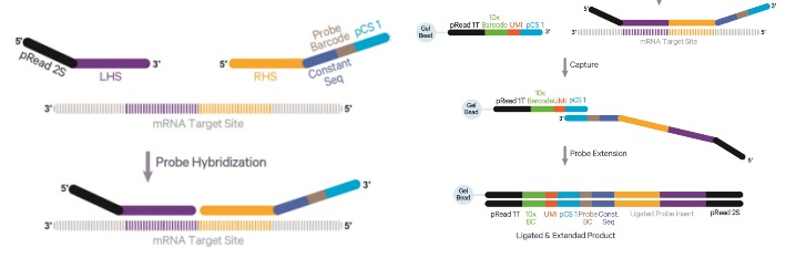 M20 Seq与10x Flex石蜡包埋样本实测数据对比 - 知乎