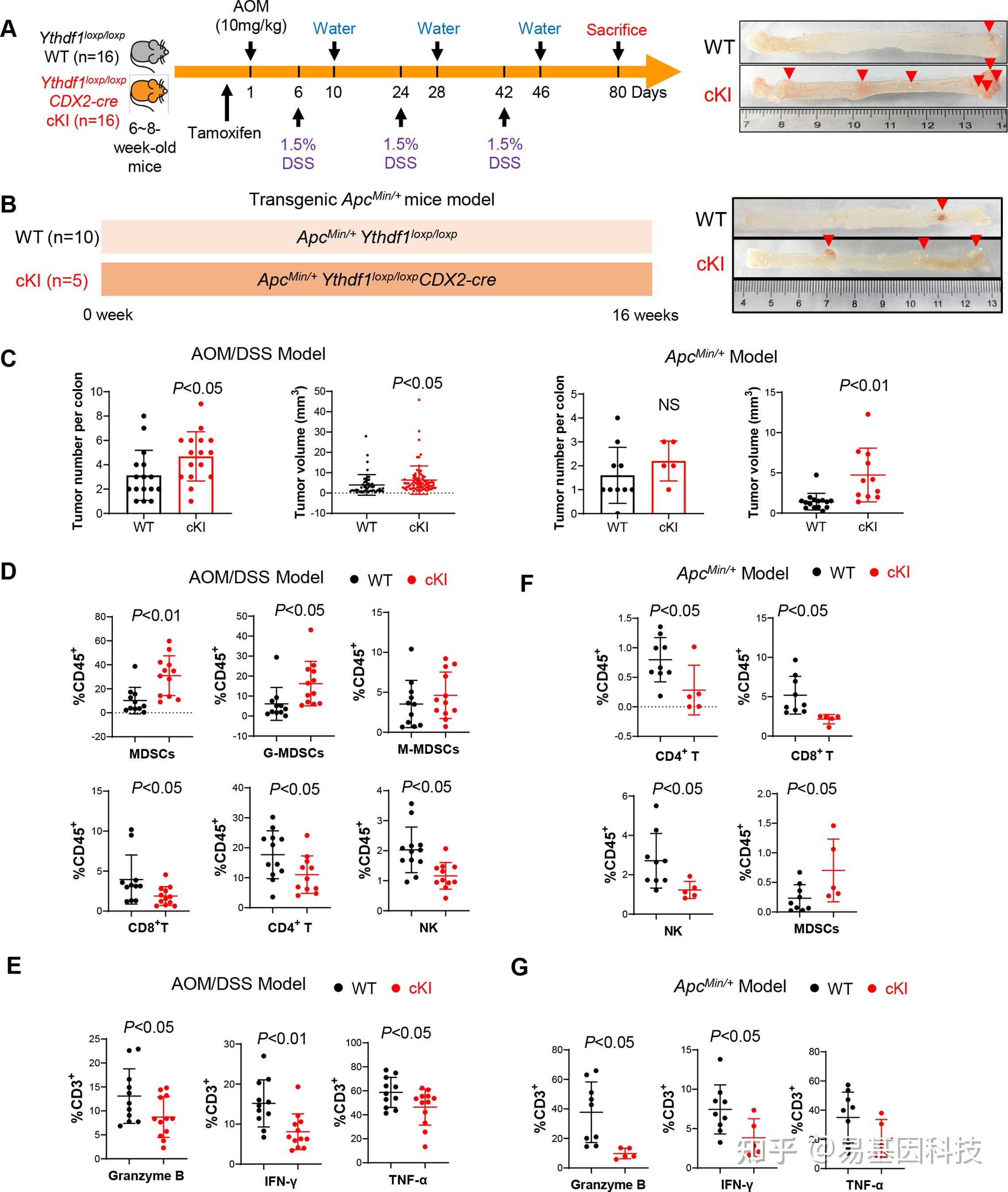 易基因：MeRIP-seq等揭示m6A reader YTHDF1在结直肠癌PD-1免疫治疗中的作用｜Gut - 深圳市易基因科技 - 博客园