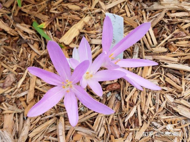 多肉植物全图鉴17：秋水仙科（Colchicaceae），秋水仙属（Colchicum） 原始种A-H - 知乎