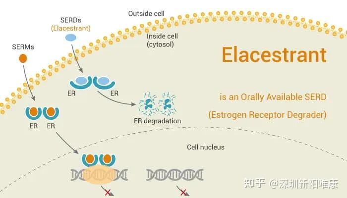 【新药晶型】10亿市场新药！首款口服SERD新药Elacestrant专利布局及其突破性潜力探索 - 知乎