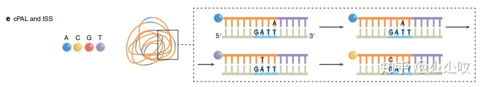 热点综述 | Nature子刊：Museum of spatial transcriptomics - 知乎